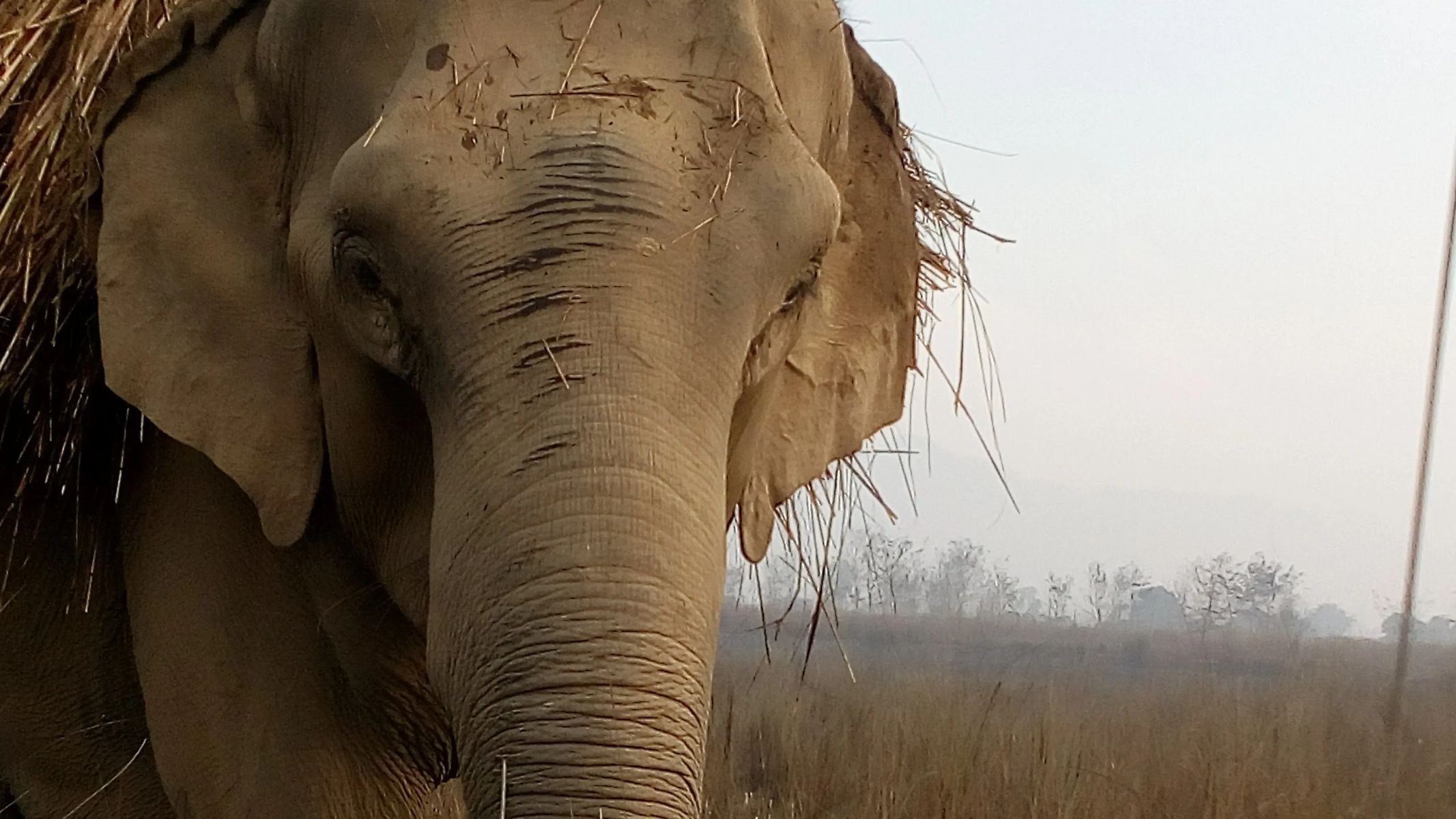Elephation