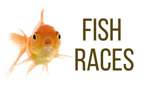 Fish Races