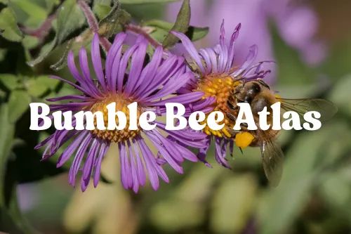 Bumble Bee Atlas