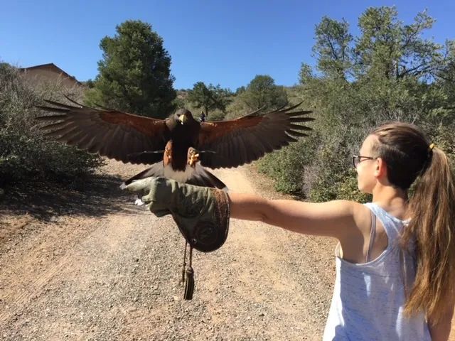 Montana's Eagle Experience and American Prairie present Raptors in the ...