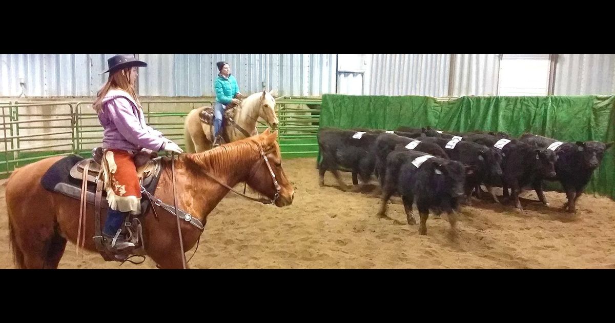 Ranch Sorting Competition at Montana Winter Fair