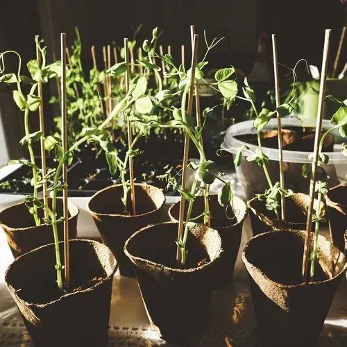 How Does Your Garden Grow