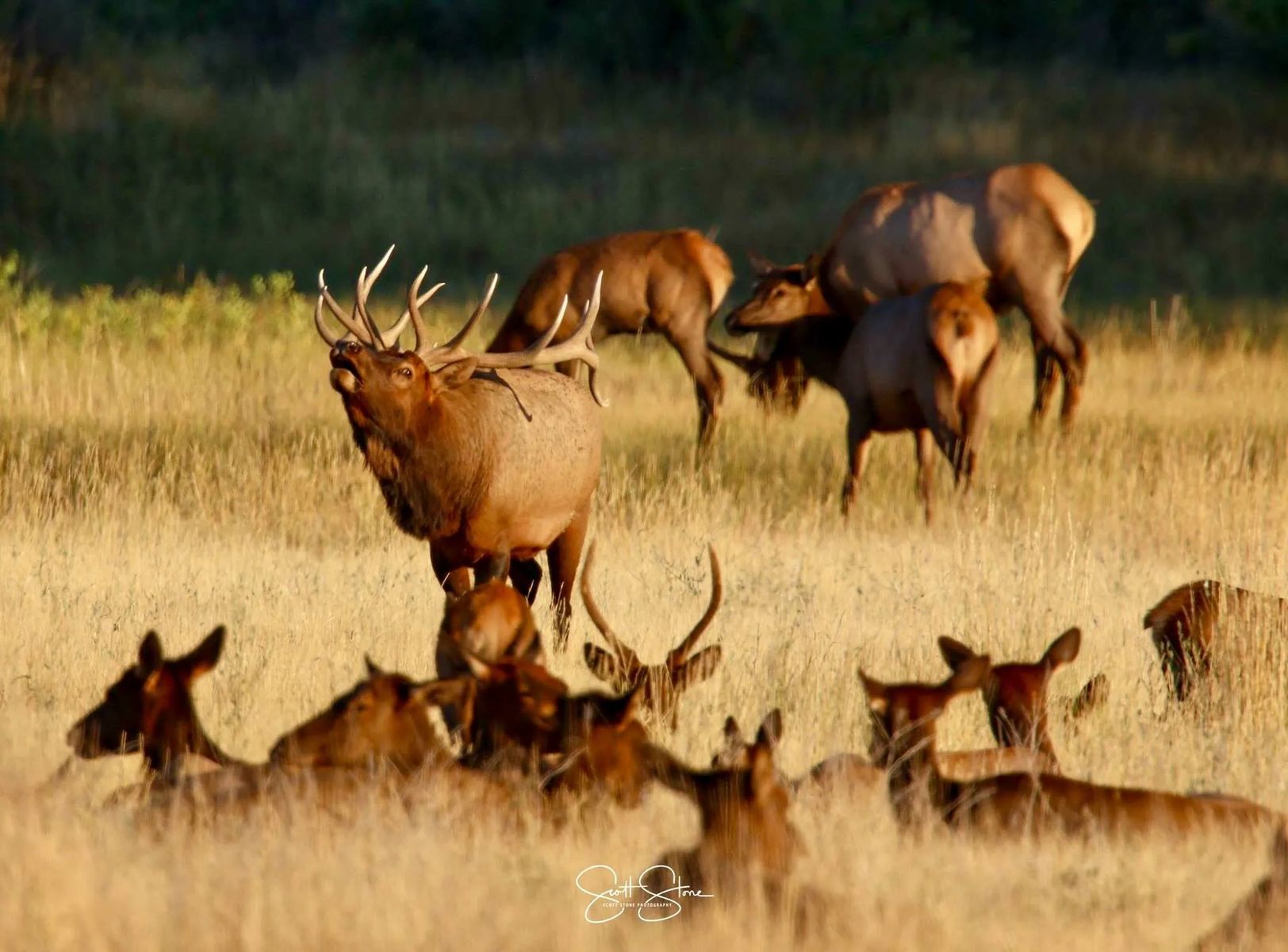 Slippery Ann Elk Tour